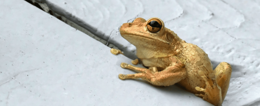 January 2024 Blogs | Yates-Astro Termite & Pest Control