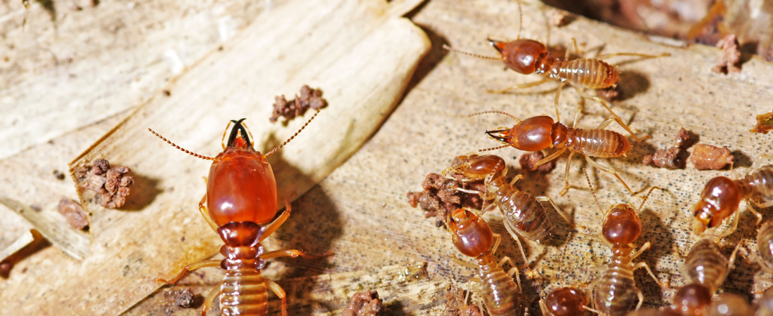 July 2023 Blogs | Yates-Astro Termite & Pest Control