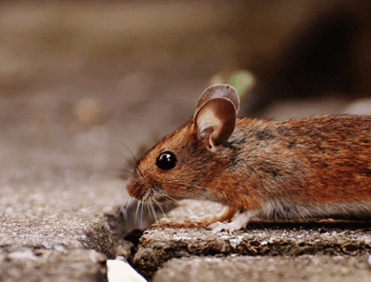 Savannah Pest Control | Yates-Astro Termite & Pest Control