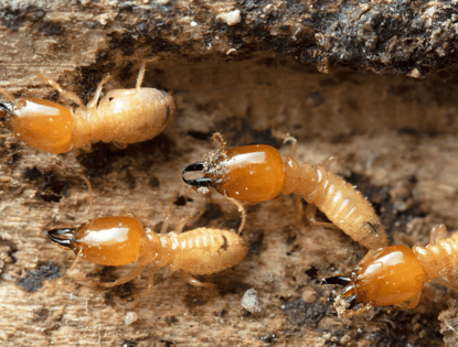 Savannah Pest Control | Yates-Astro Termite & Pest Control