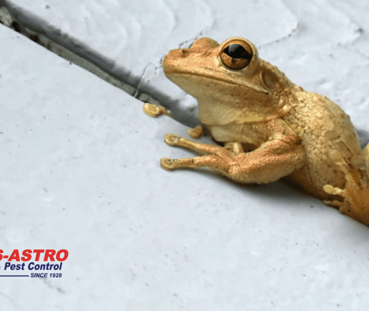 2024 Blogs | Yates-Astro Termite & Pest Control