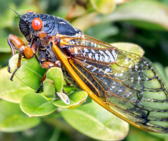 June 2023 Blogs | Yates-Astro Termite & Pest Control