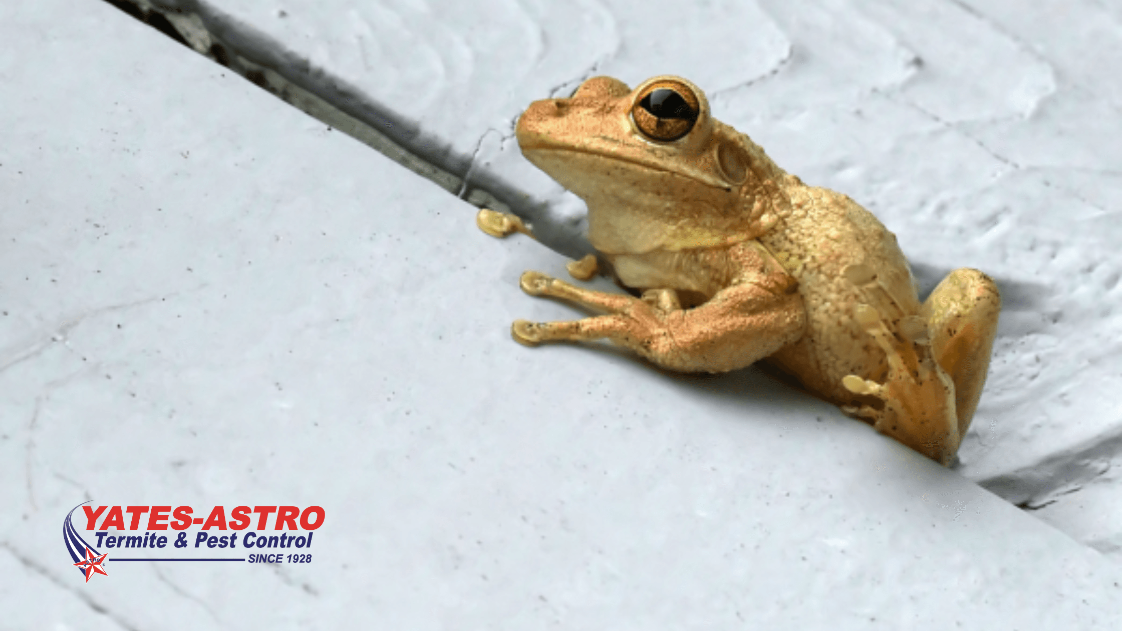 The Alarming Presence of the Cannibal Cuban Tree Frog: A Hop Away from ...