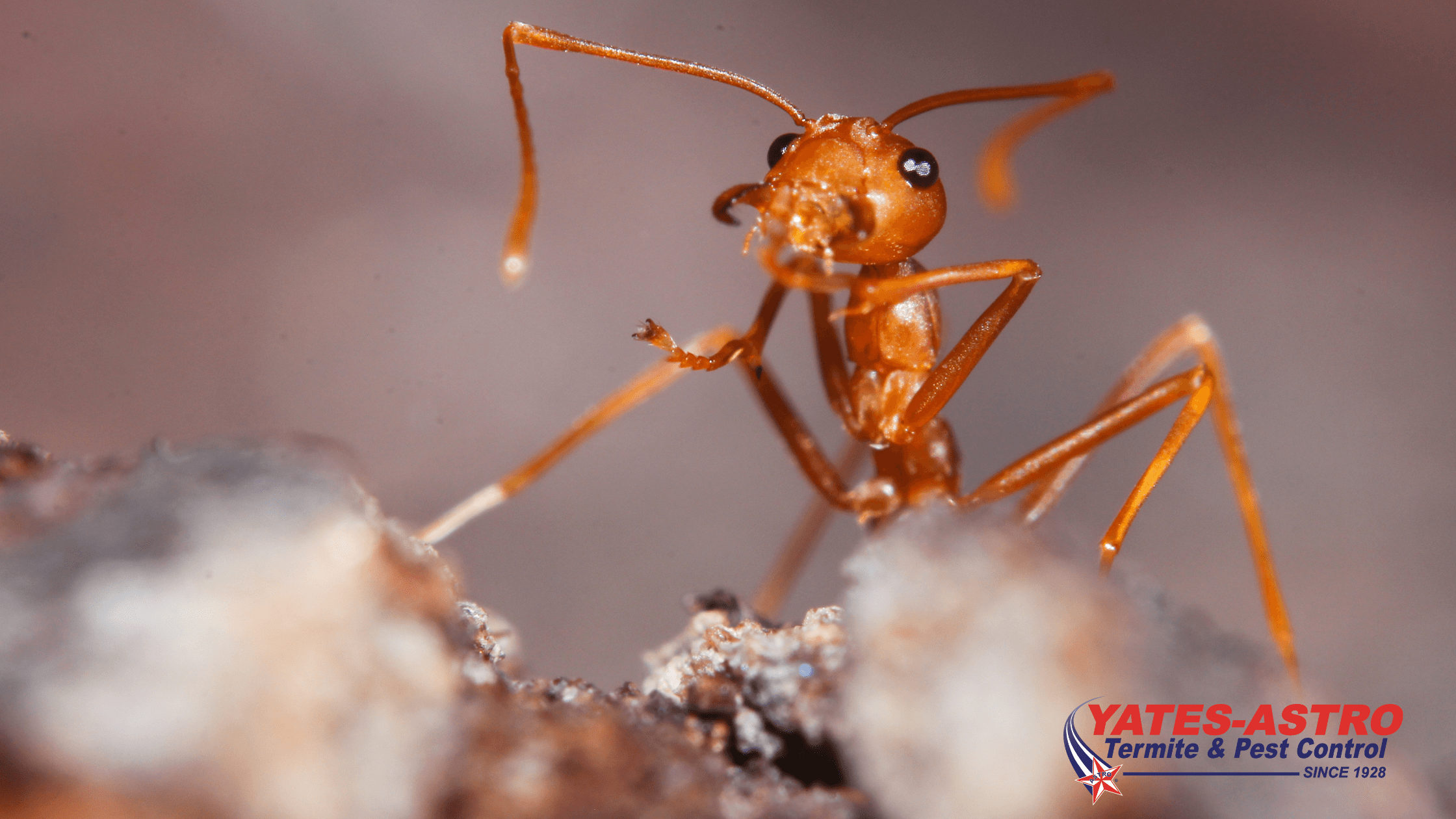 Tackling Fire Ants: Your Ultimate Guide to Pest Control in Savannah