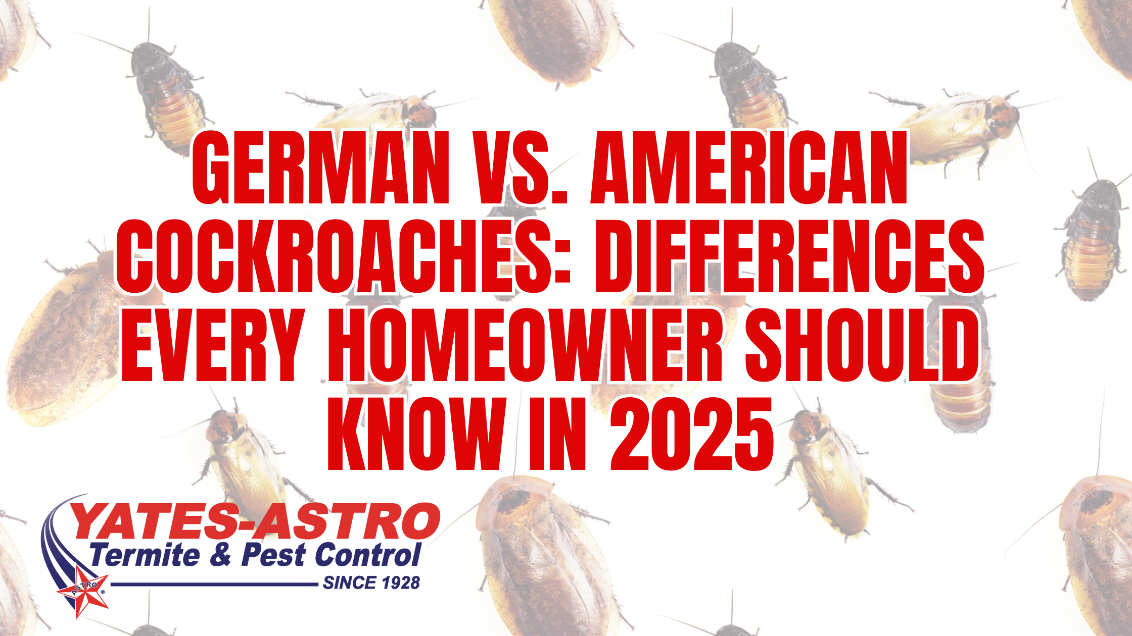 German vs. American Cockroaches: Differences Every Homeowner Should ...