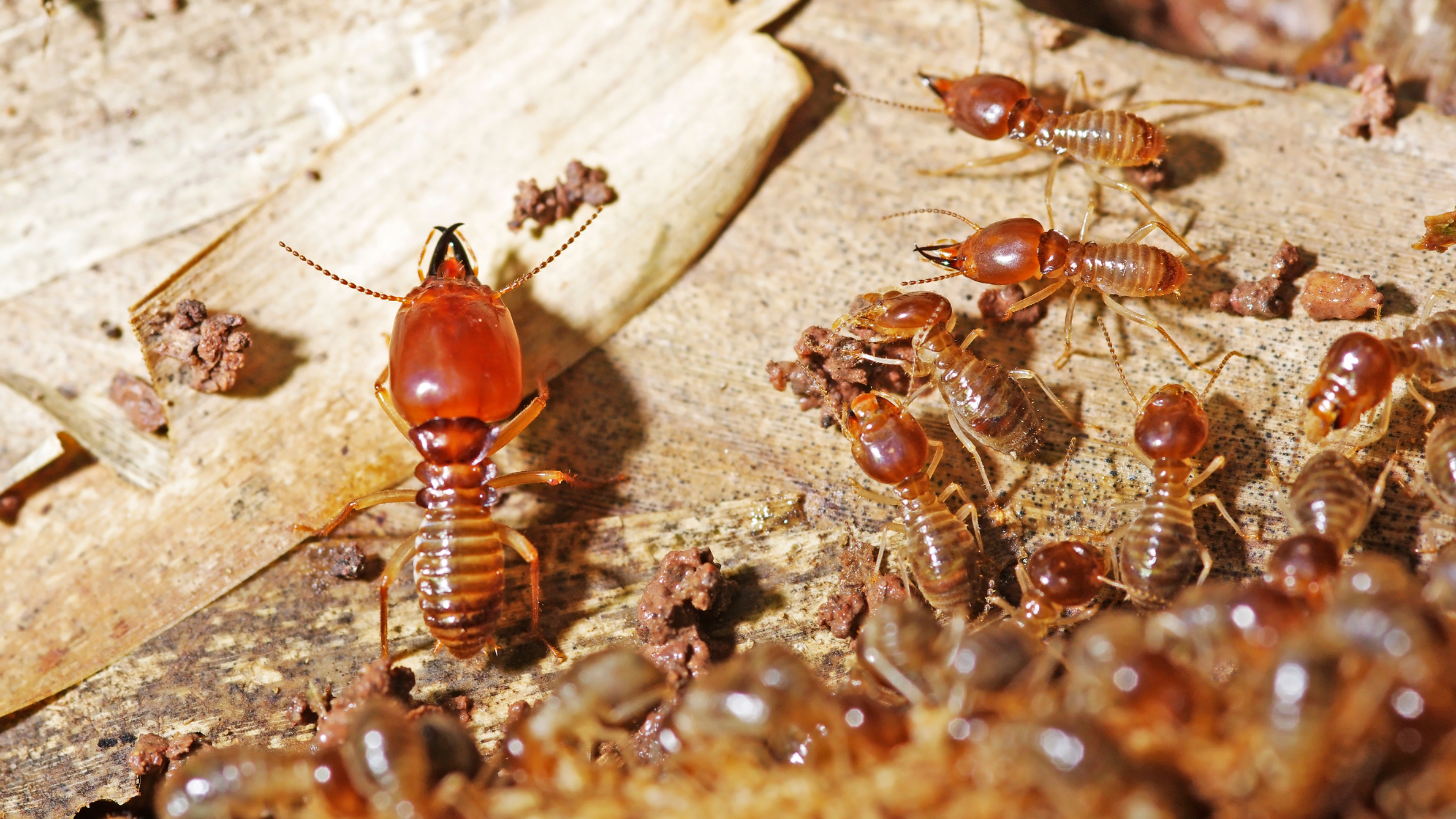 Life Cycle of a Termite