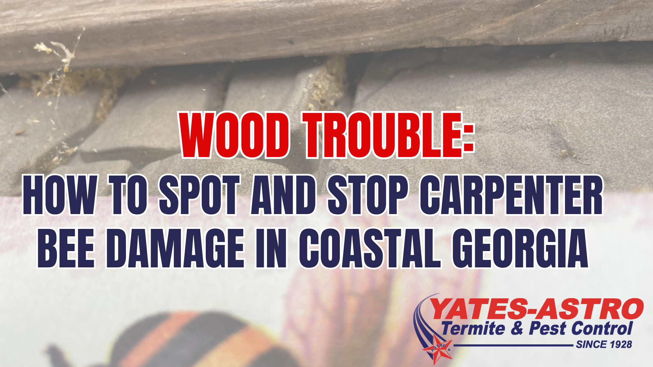 Wood Trouble: How to Spot and Stop Carpenter Bee Damage in Coastal Georgia