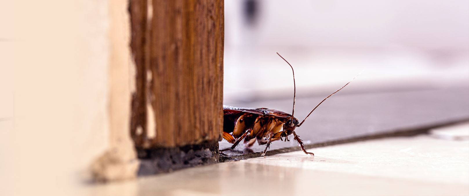 How to Keep Cockroaches Out of Your Home | Yates-Astro Termite & Pest ...